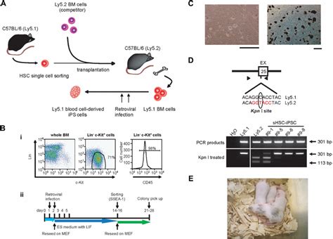 Proof Of Ipsc Induction From Hematopoietic Cells In A Single Hsc