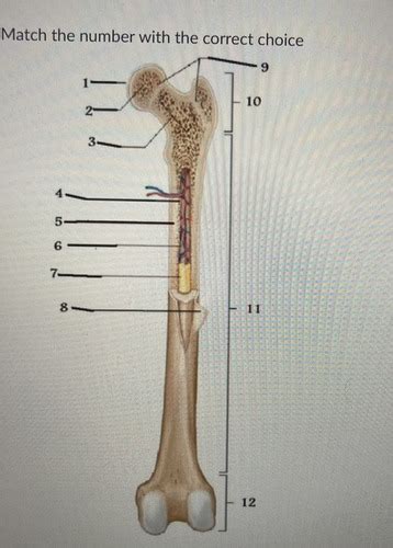 Bone Structure Bone Function And Skeletal Organization Flashcards Quizlet