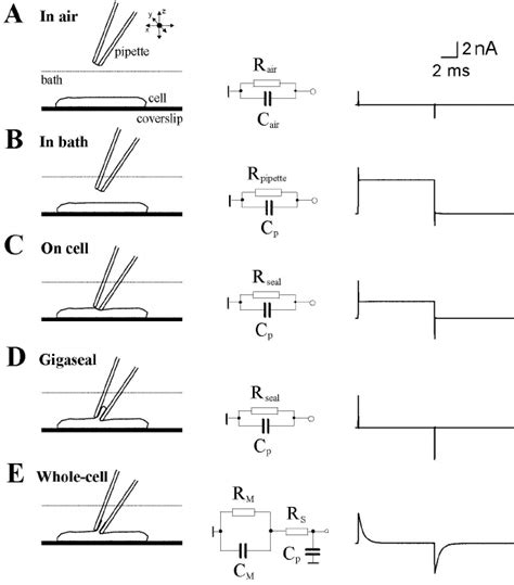 Establishing The Whole Cell Recording Configuration The Whole Download Scientific Diagram