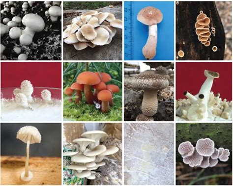 Spectrum Code Rlp Unlock The Power Of Innovation