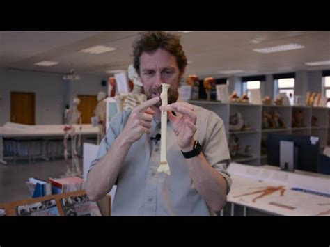 Understanding The Radius Anatomy And Function Galaxyai