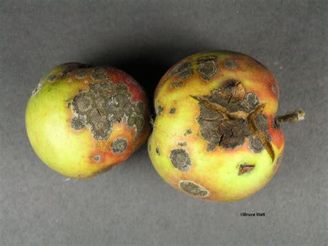 Apple Scab Cooperative Extension Insect Pests Ticks And Plant Diseases University Of