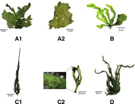 Ulva Algae Ulva Aka Green Seaweed Help Reef2reef