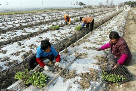 農村土地承包到期後，會進行二輪承包了？2028年這些人或將沒有土地了 每日頭條