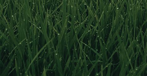 아침 이슬이 맺힌 푸른 풀밭 · 무료 스톡 사진