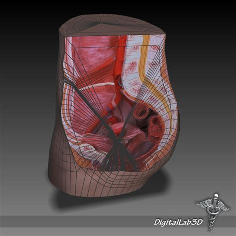 Female Pelvis Anatomy Human 3d Model