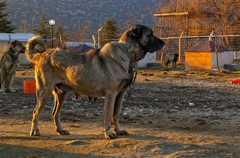 Топ 10 больших пород собак с фотографиями и названиями