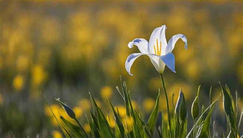 Sego Lily Meaning At Skye Kingsley Blog