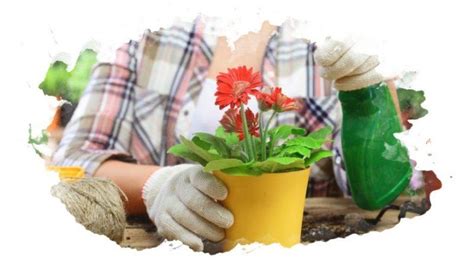 ТОП 8 лучших удобрений для растений рейтинг отзывы