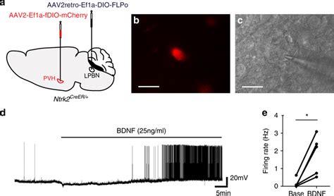 Bdnf Increases The Firing Rate Of Pvhtrkb Neurons Projecting To The Download Scientific Diagram