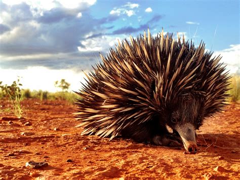 Short Beaked Echidna Tachyglossus Aculeatus Photo Taken On Autumnvale Station S W Qld