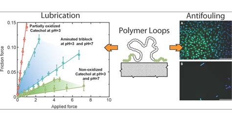 Mussel Inspired Anchoring Of Polymer Loops That Provide Superior Surface Lubrication And