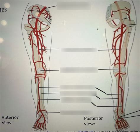 Lower Limb Arteries Diagram Quizlet