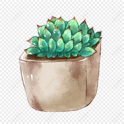다육 식물 수채화 Png 일러스트 및 벡터 이미지 무료 다운로드 Lovepik