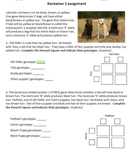 solved recitation 2 assignment labrador retrievers can be