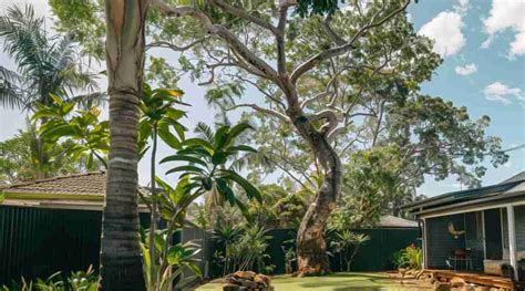 Top 8 Reasons You May Need To Remove Trees From Your Property