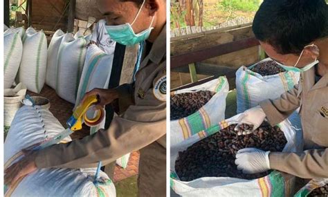 Biji Kakao Asal Sebatik Siap Rambah Pasar Nasional