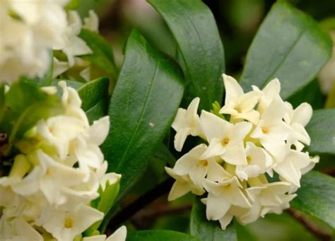 Daphne Odora Bella Profumata E Semplice Villegiardini