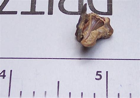 Last Id Fossil ID The Fossil Forum