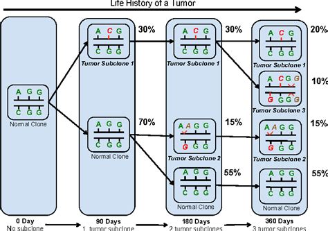 Figure 1 From Bayesian Inference For Tumor Subclones Accounting For Sequencing And Structural
