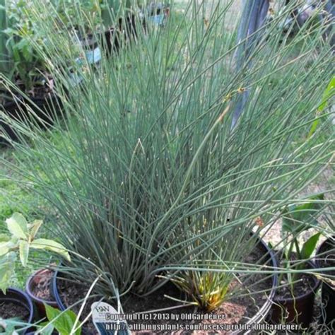 Soft Rush Juncus Inflexus Graceful Grasses® Blue Mohawk®