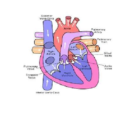 Circulatory System Class 8th Goyal Brothers Icse Biology Solutions Chapter 6 Unit 1 Icsehelp
