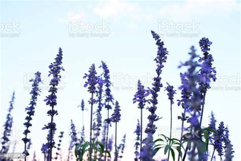 ภาพระยะใกล้ของดอกลาเวนเดอร์สีม่วงสวยงามที่มีพื้นหลังเป็นท้องฟ้าสีฟ้า โฟกัสที่เลือก ภาพสต็อก