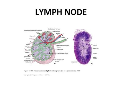 Lymph Node Ppt