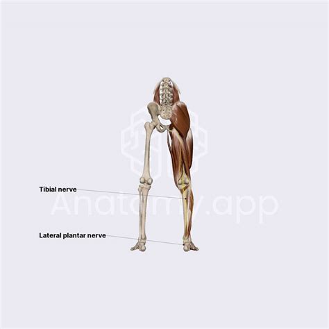Tibial Nerve