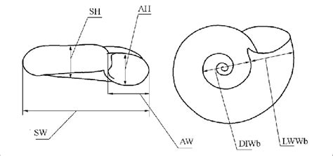 The Scheme Of Discoidal Shell Measurement Sh Shell Height Sw Download Scientific Diagram The Scheme Of Discoidal Shell Measurement Sh Shell Height Sw Download Scientific Diagram