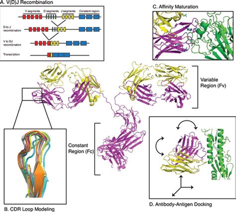 Challenges In Antibody Modeling Though All Antibodies Share A Common