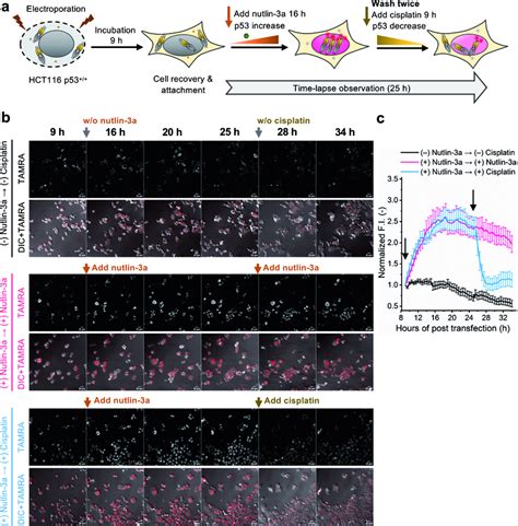 Intracellular Antigen Specific Live Cell Sorting Using C11fab Qbody