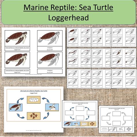 Marine Reptile Sea Turtle Loggerhead Ocean Study Life Cycle And Parts