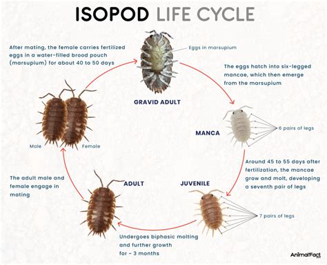 Isopod Types Size Anatomy Lifespan Habitat Diet And Pictures