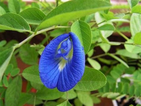 Клитория (Clitoria Ternatea): особенности выращивания и ухода ...