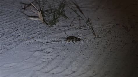 African Big Cockroach With Long Antennae Crawling Along Sand At Night