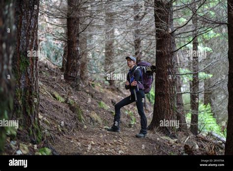 A Female Tramper Carrying A Large Pack Observes In A Stand Of Pine