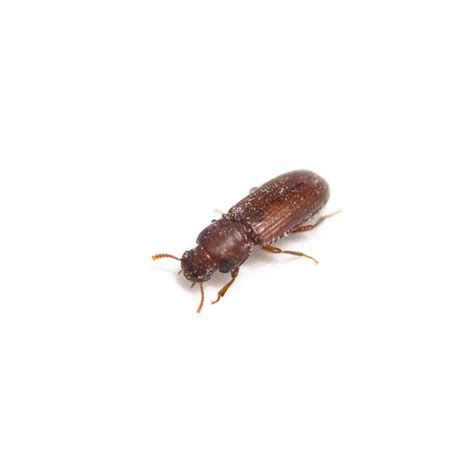 Confused Flour Beetle