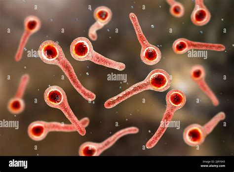 Tetanus Bacteria Labeled