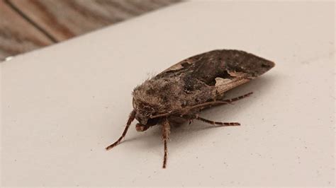 Setaceous Hebrew Character Markeisingbirding
