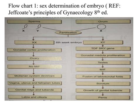 Disorders Of Sex Development Dsd Defination Classification Cah Ais Turners Syndrome