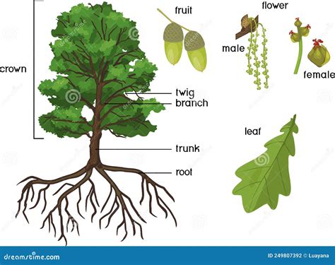 Male Flowers Of Oak Quercus Robur Vector Illustration 245664318