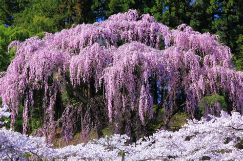 福聚寺の枝垂れ桜 by らんらん ID1842478 写真共有サイト PHOTOHITO