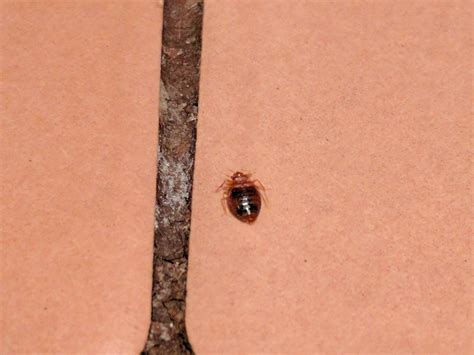 Rice Grain Sized Bug Found In Cracks Of Ceiling Seattle Wa R