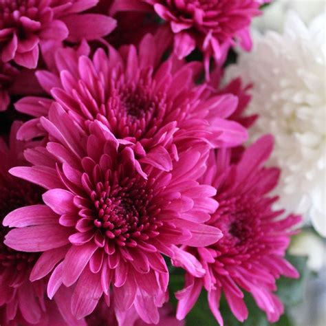 November Flower Chrysanthemum