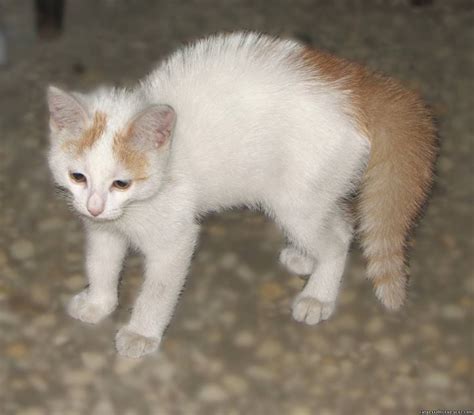 Белый кот с рыжими пятнами картинки и фото Koshkatop