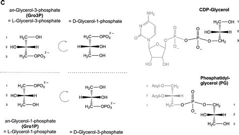 Teichoic Acid