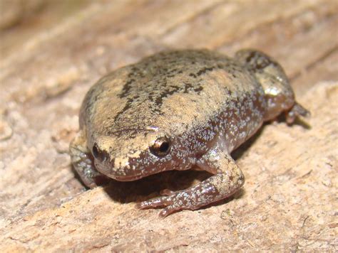 Eastern Narrow Mouthed Toad Gastrophryne Carolinensis Brad Glorioso