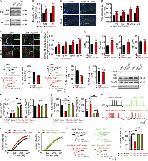 Figure 1 From Endothelial Cdk5 Deficit Leads To The Development Of Spontaneous Epilepsy Through
