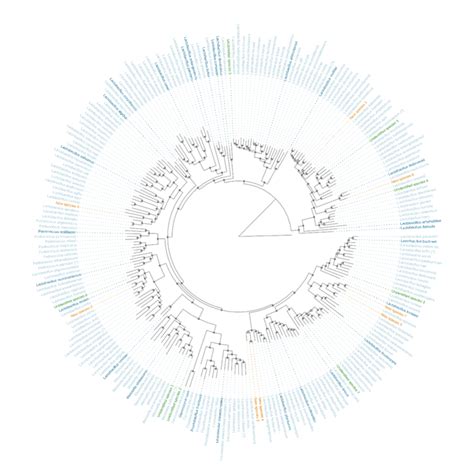 maximum likelihood phylogenetic tree of all genome clusters the tree